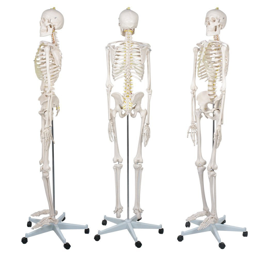 ZENY™ Life Size Medical Anatomical Human Skeleton Model with Rolling S ...